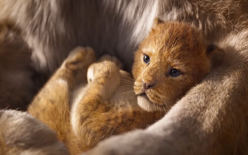 Yeni Aslan Kral Animasyonunun İlk Fragmanı Yayınlandı!